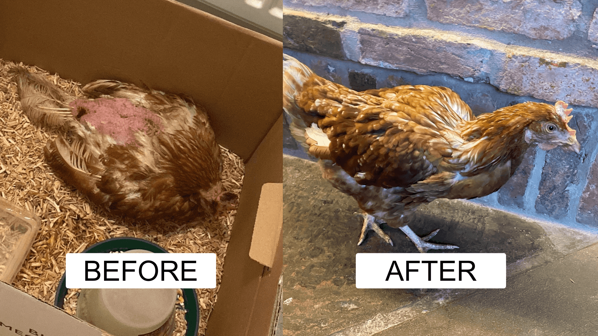 Ex-Battery Hen Thriving after some much needed TLC | Gelder Group